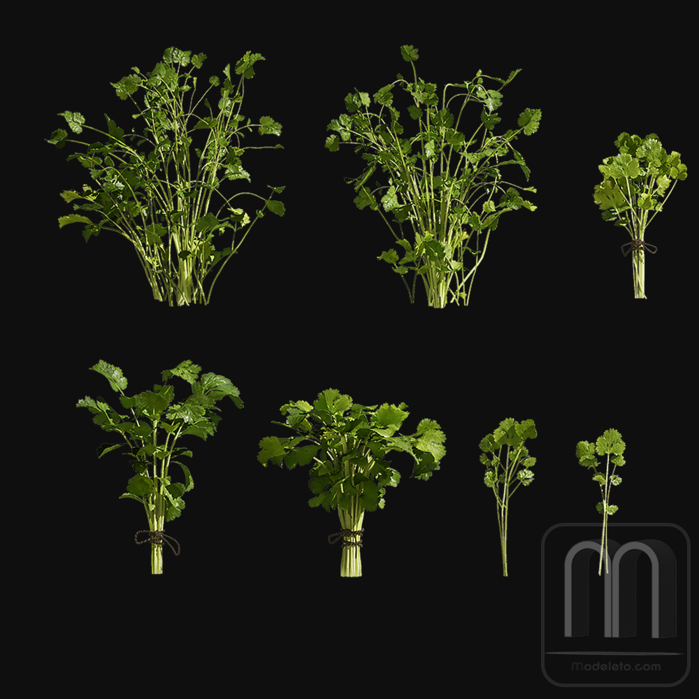 گیاه شماره 038 - Modeleto