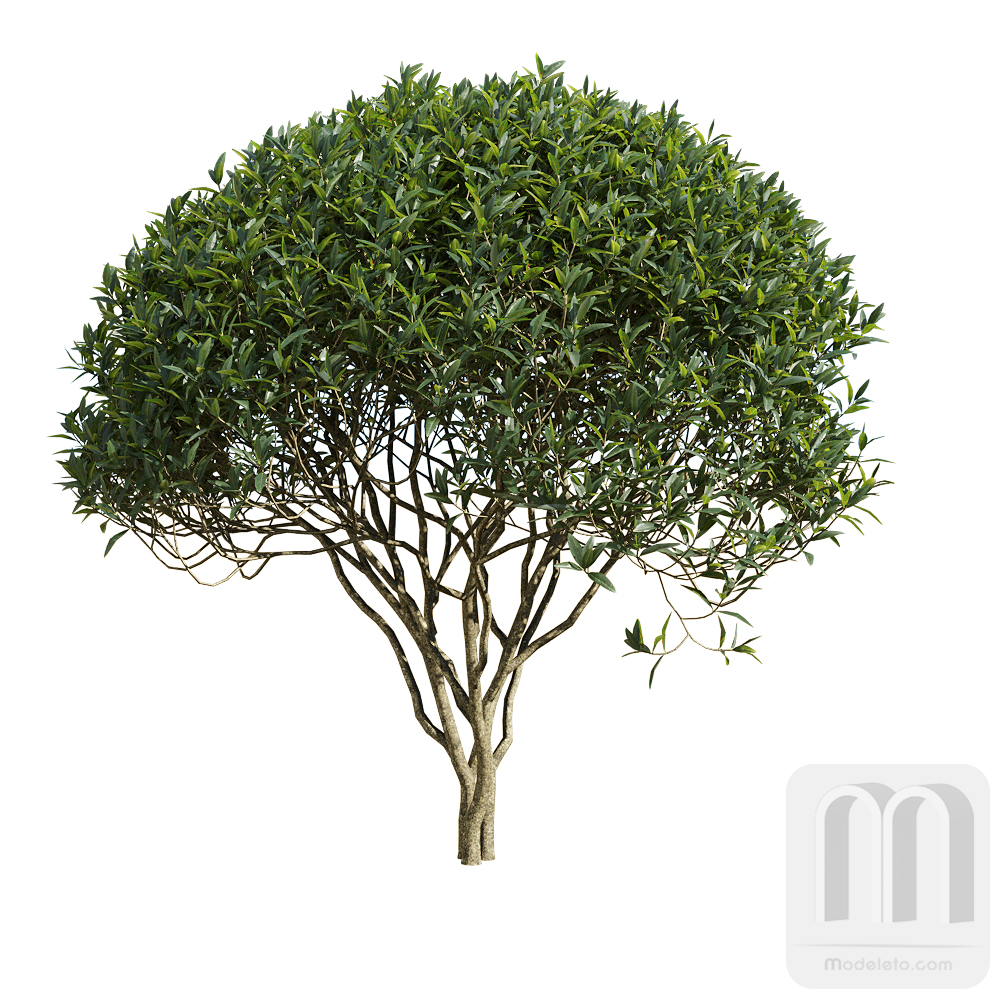 درخت شماره 045 - Modeleto